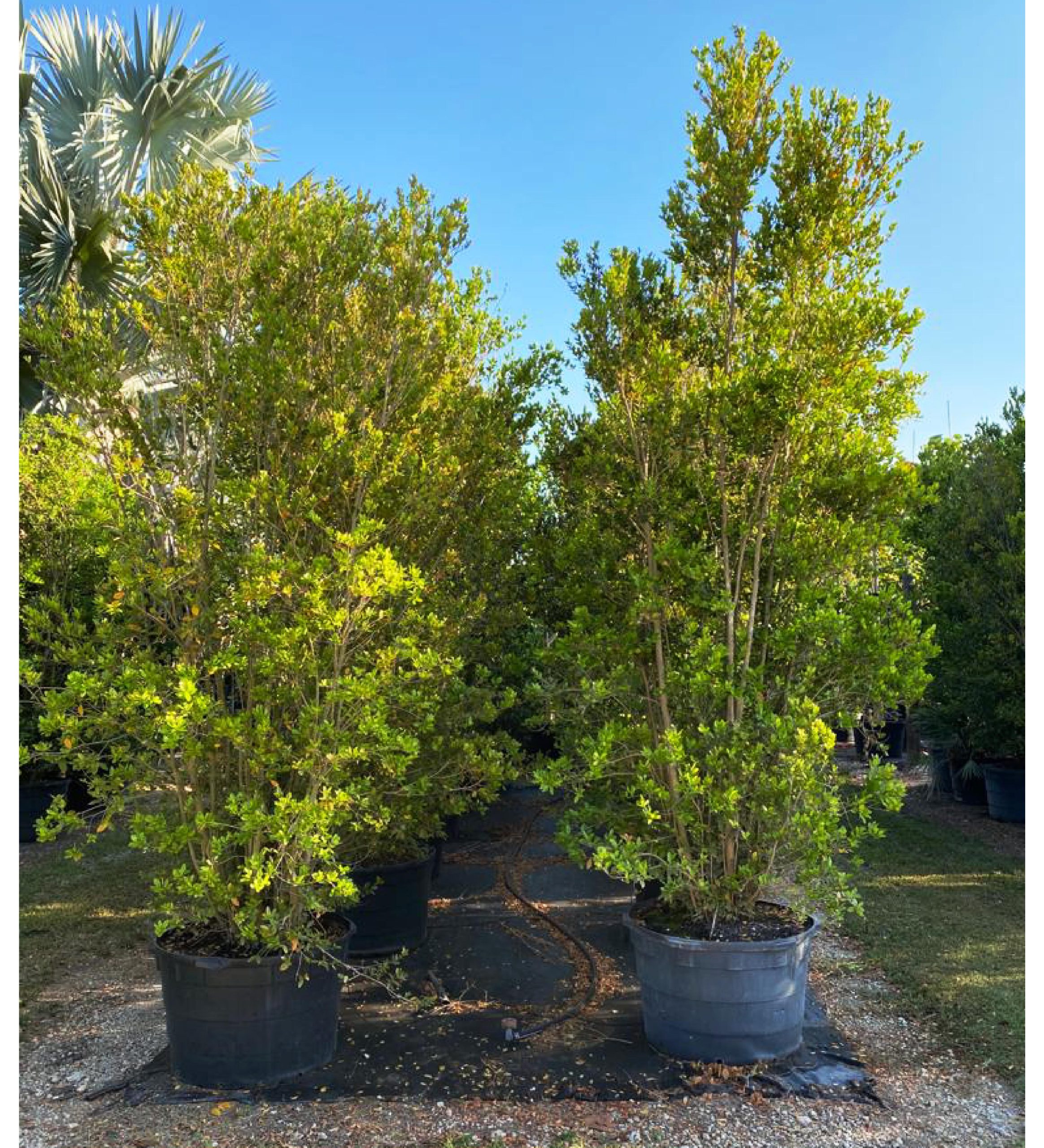 Spanish Stopper Tree - Eugenia Foetida for Sale Florida | TreeWorld ...
