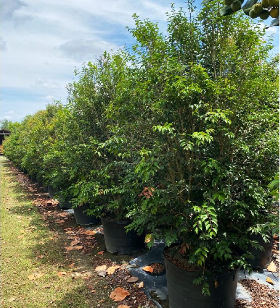 Red Stopper Tree - Eugenia Rhombea for Sale Florida | TreeWorld Wholesale