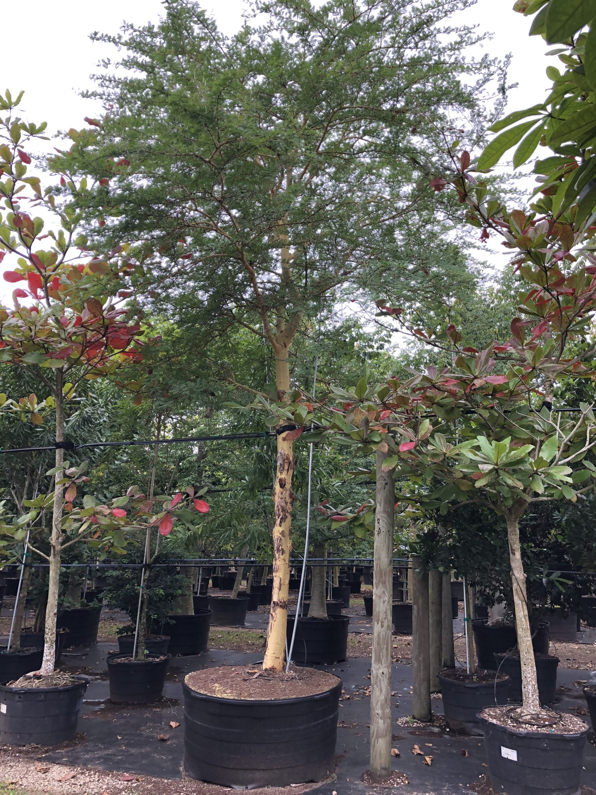 Acacia Xanthoploea (Fever Tree) For Sale | TreeWorld Wholesale