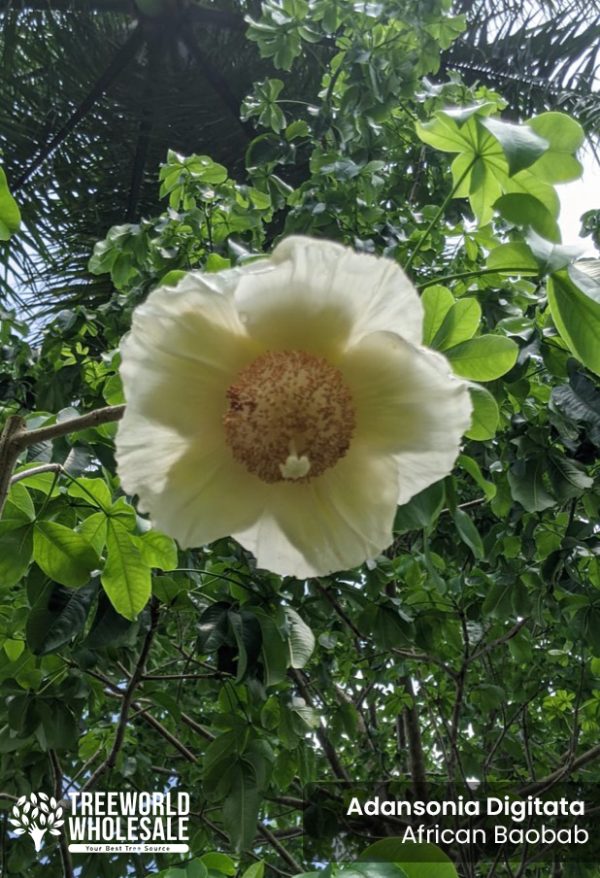 Adansonia Digitata - African Baobab Tree for Sale Florida | Treeworld ...