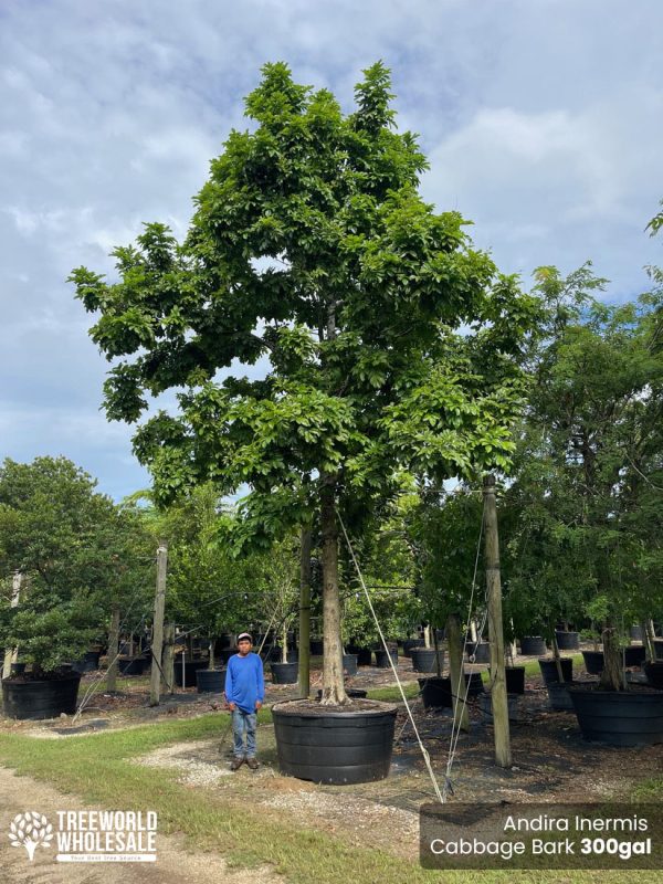 Andira Inermis - Cabbage Bark Tree for Sale Florida | Treeworld Wholesale