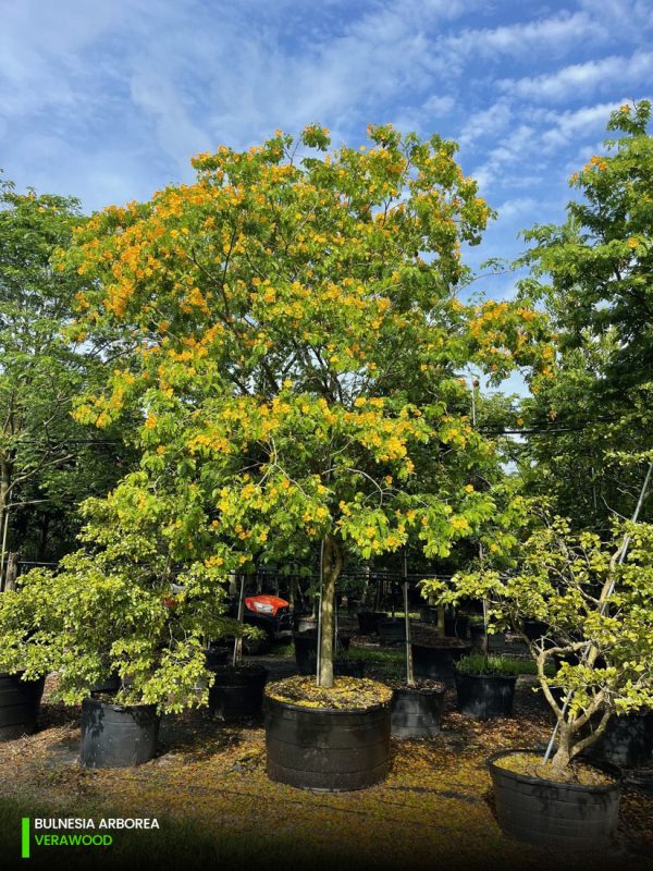 Verawood Tree – Bulnesia Arborea for Sale Florida | TreeWorld Wholesale