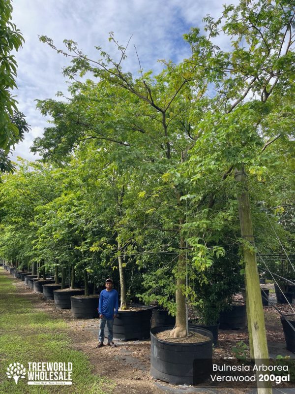 Verawood Tree – Bulnesia Arborea for Sale Florida | TreeWorld Wholesale