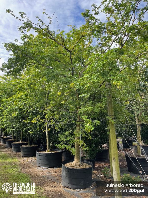Verawood Tree – Bulnesia Arborea for Sale Florida | TreeWorld Wholesale