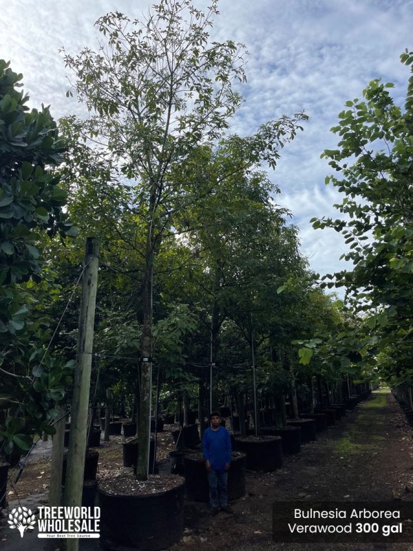 Verawood Tree – Bulnesia Arborea for Sale Florida | TreeWorld Wholesale