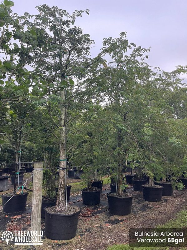 Verawood Tree – Bulnesia Arborea for Sale Florida | TreeWorld Wholesale