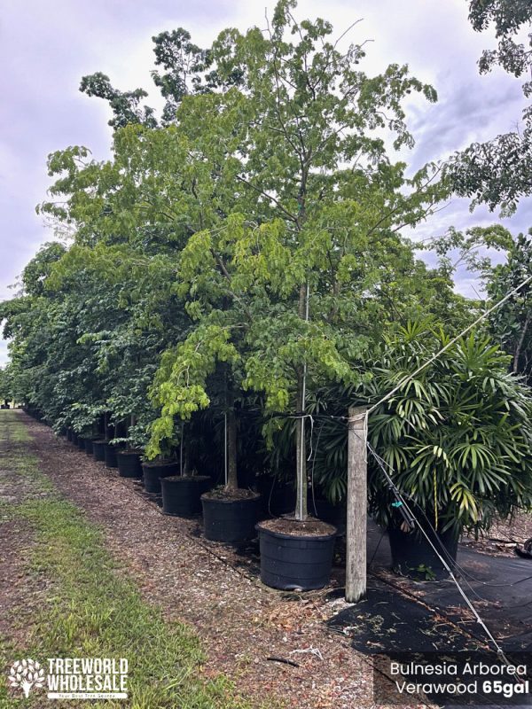 Verawood Tree – Bulnesia Arborea for Sale Florida | TreeWorld Wholesale