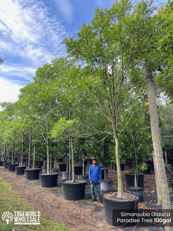 Gumbo Limbo Tree for Sale - Bursera Simaruba | Treeworld Wholesale
