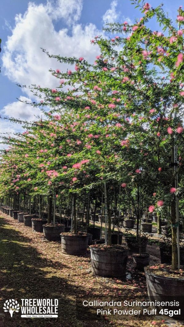 Powder Puff Tree - Calliandra Surinamensis for Sale Florida | TreeWorld ...