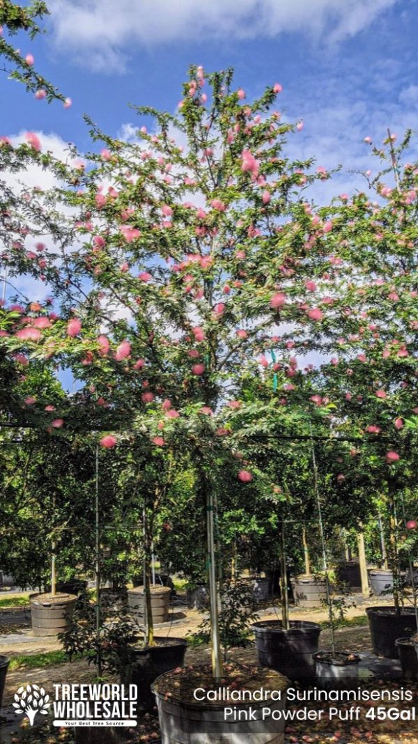 Powder Puff Tree - Calliandra Surinamensis for Sale Florida | TreeWorld ...