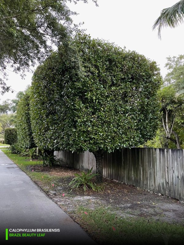 Brazilian Beauty Leaf Tree - Calophyllum Brasiliensis for sale Florida ...