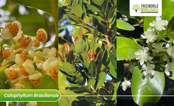 Brazilian Beauty Leaf Tree - Calophyllum Brasiliensis for sale Florida ...
