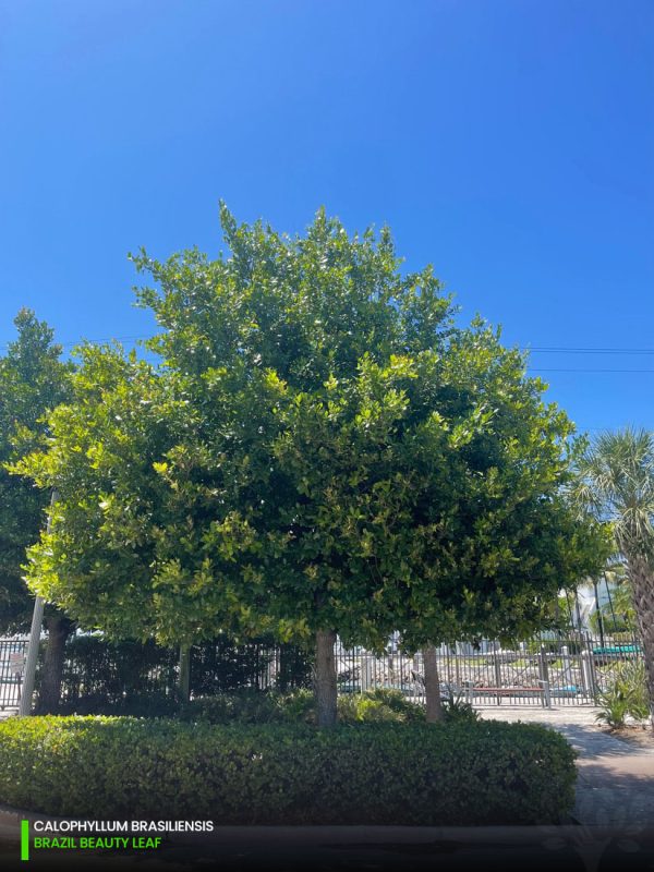 Brazilian Beauty Leaf Tree - Calophyllum Brasiliensis for sale Florida ...