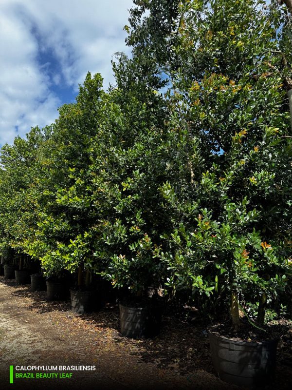 Brazilian Beauty Leaf Tree - Calophyllum Brasiliensis for sale Florida ...