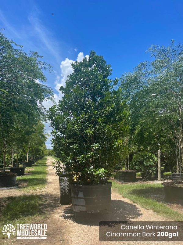 Canella Winterana - Cinnamon Bark Tree for Sale Florida | Treeworld ...