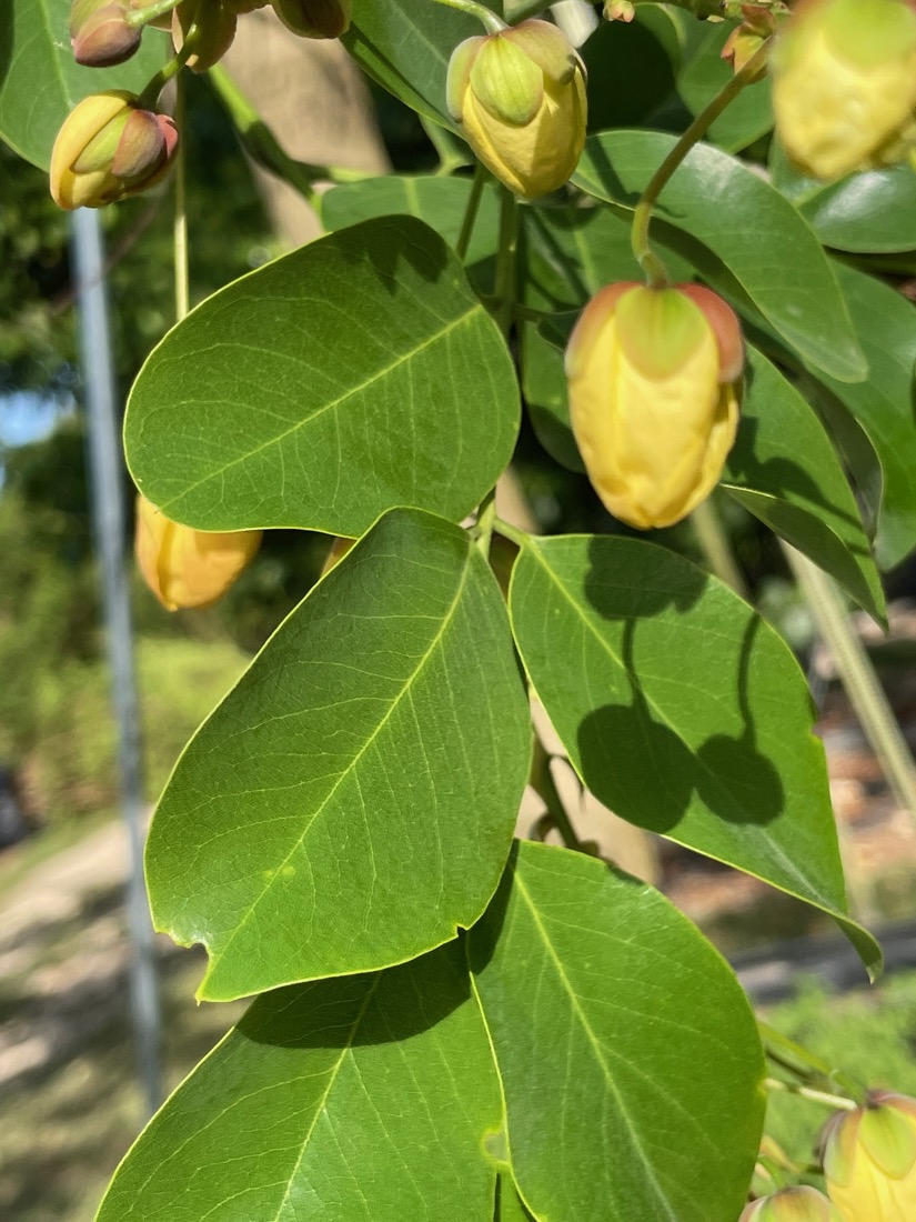 Rainbow Shower Tree - Cassia x Nealiae for Sale Florida | Treeworld ...