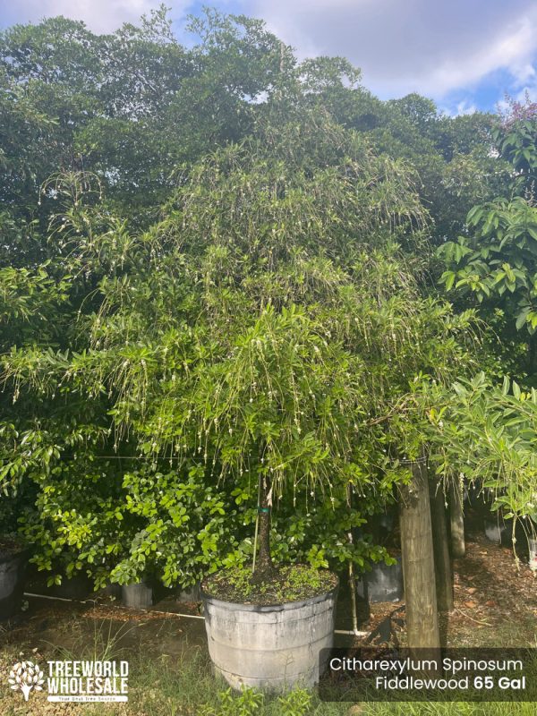 Fiddlewood Tree. Citharexylum Spinosum for Sale in Florida | Treeworld ...