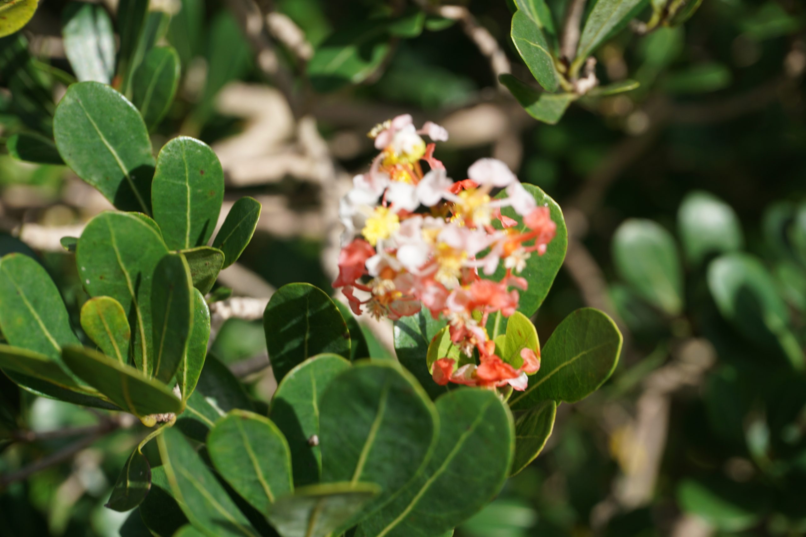 Byrsonima Lucida | Treeworld Wholesale