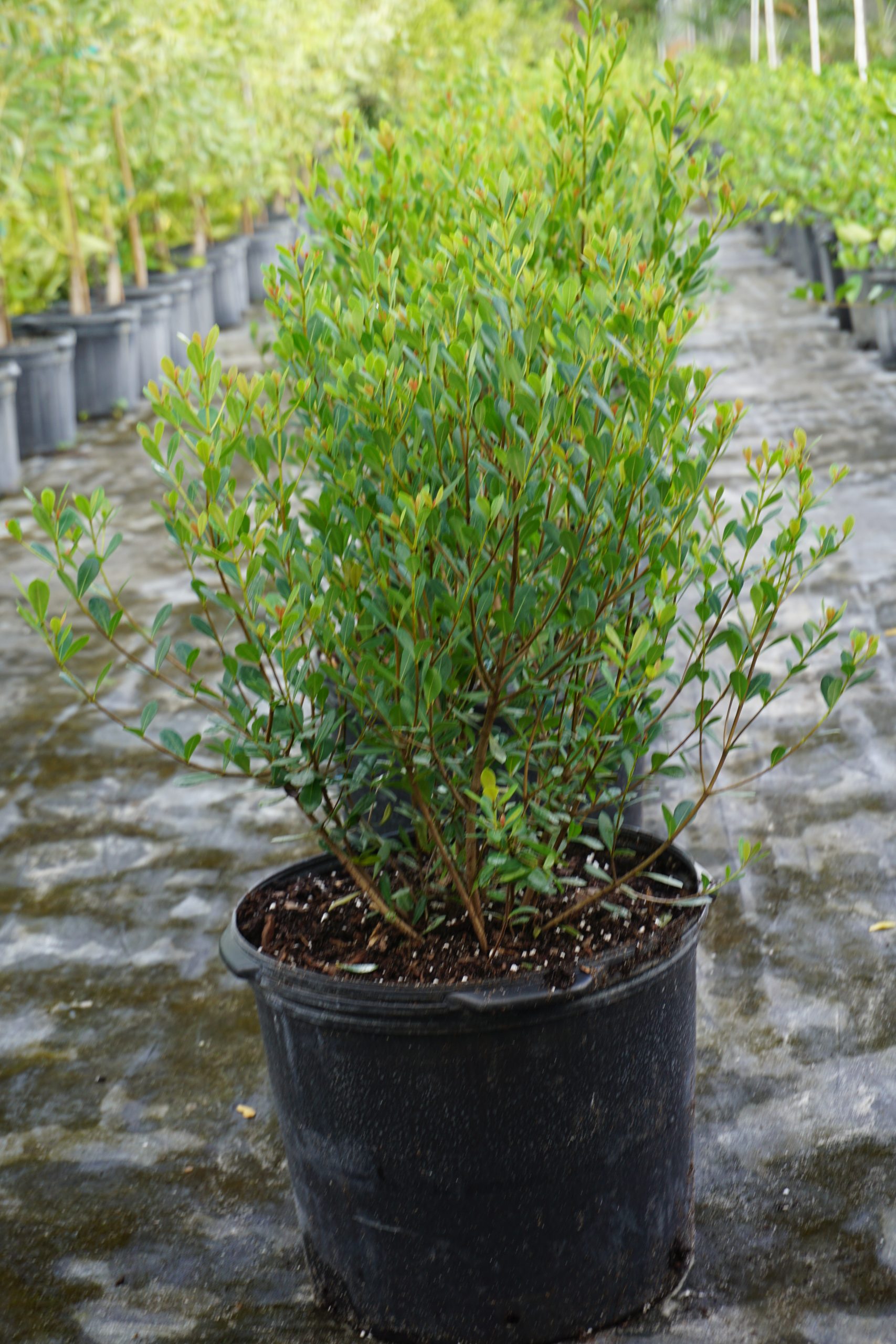 Byrsonima Lucida | Treeworld Wholesale