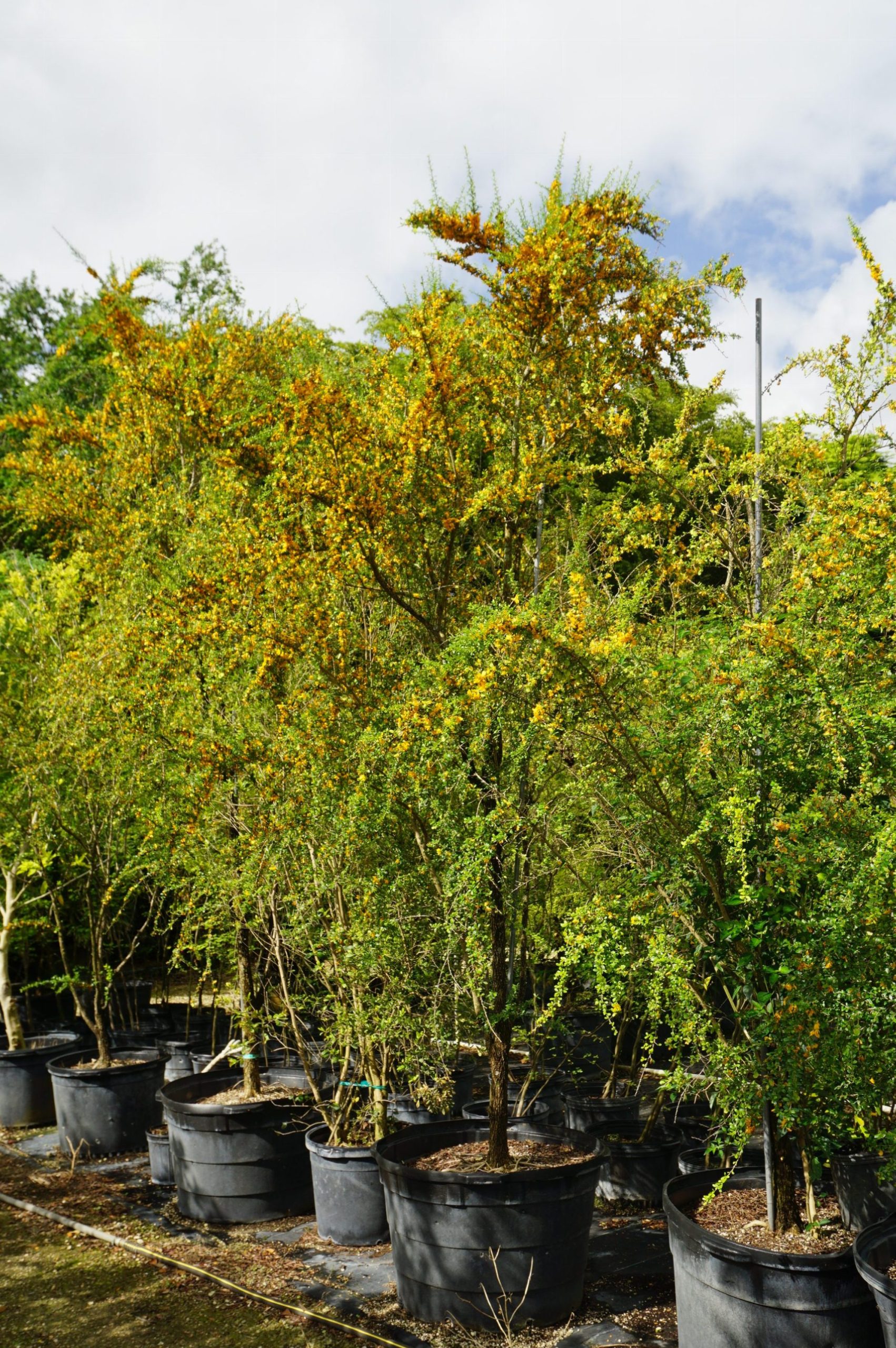 Brya Ebenus Jamaican Rain Tree For Sale | Treeworld Wholesale