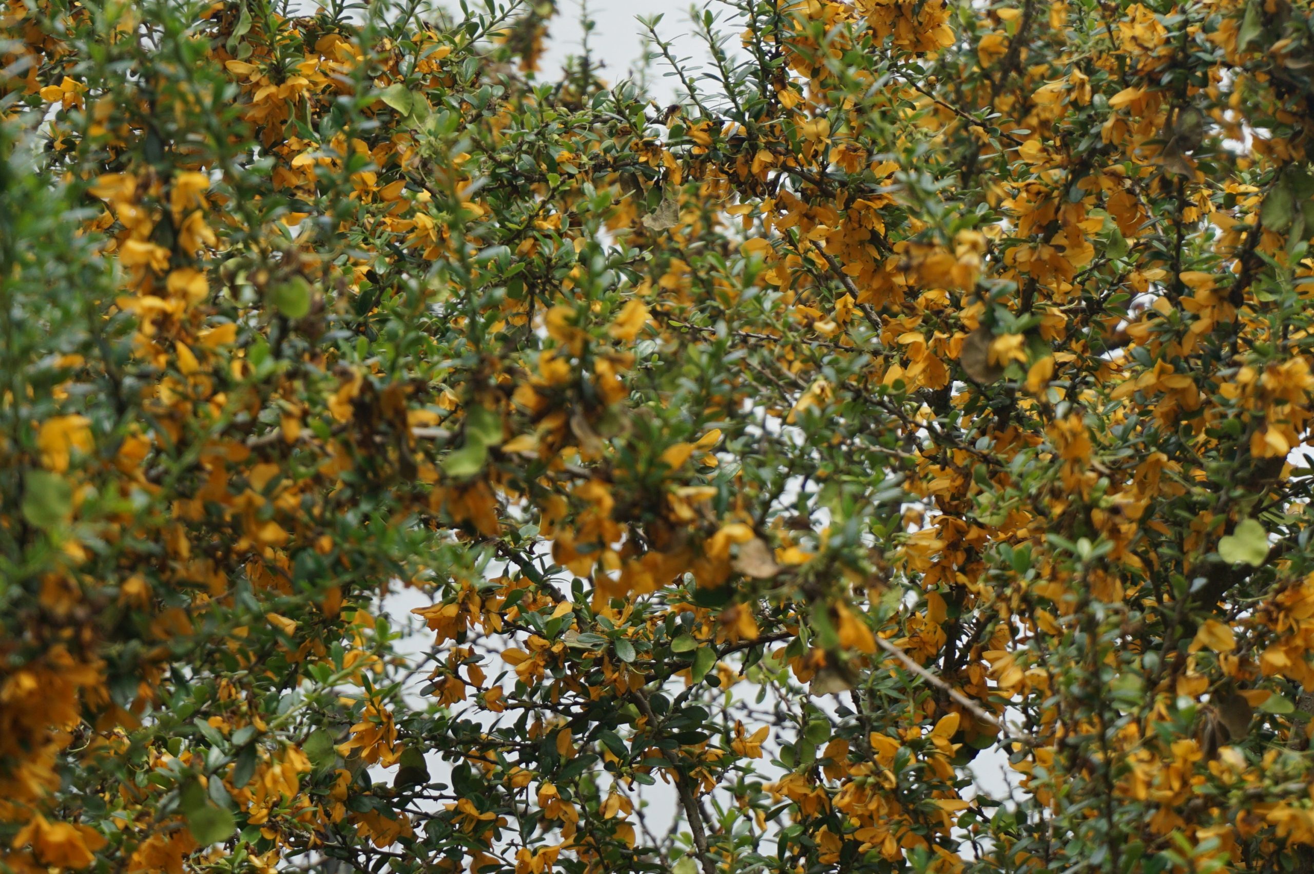 Brya Ebenus Jamaican Rain Tree For Sale | Treeworld Wholesale