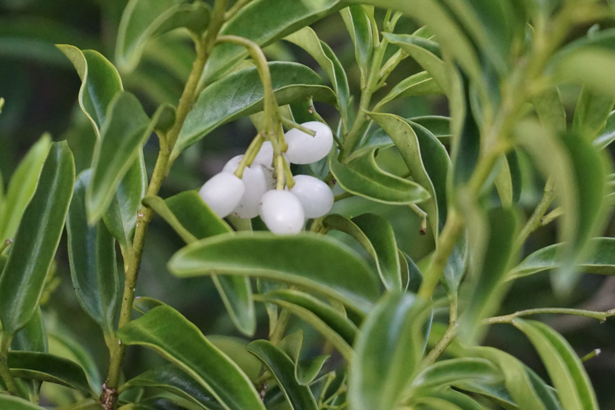 Vallesia antillana (Pearlberry) Tree for Sale | Treeworld Wholesale