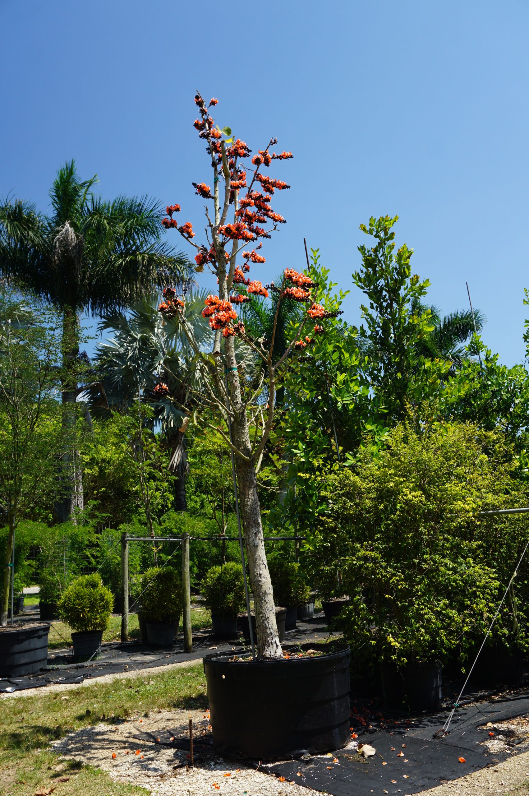 Butea Monosperma Tree: Flame of the Forest for Sale | Treeworld Wholesale