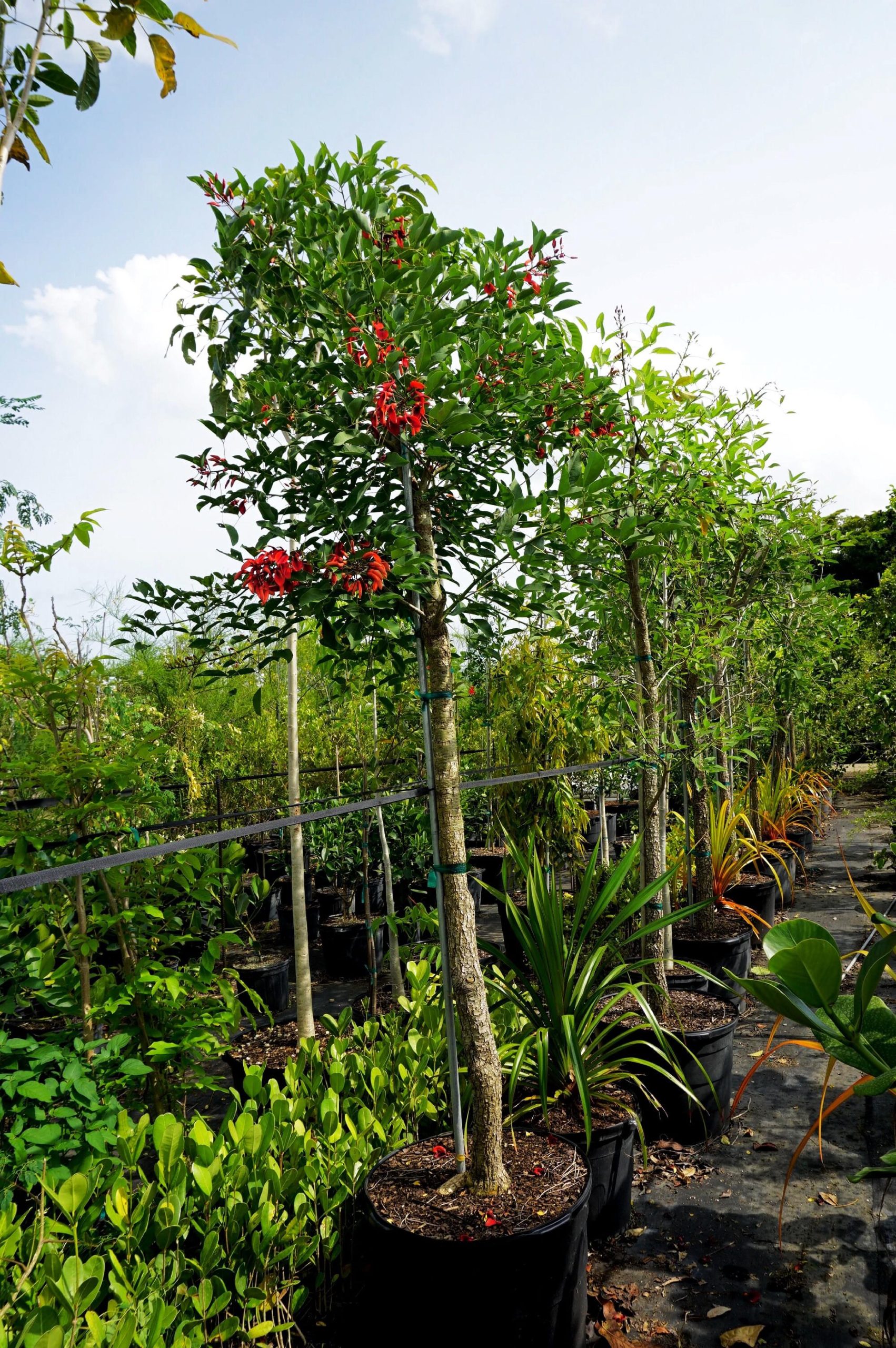 Erythrina Crista-Galli Tree for Sale Florida | Treeworld Wholesale
