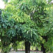 Gustavia Superba | Treeworld Wholesale