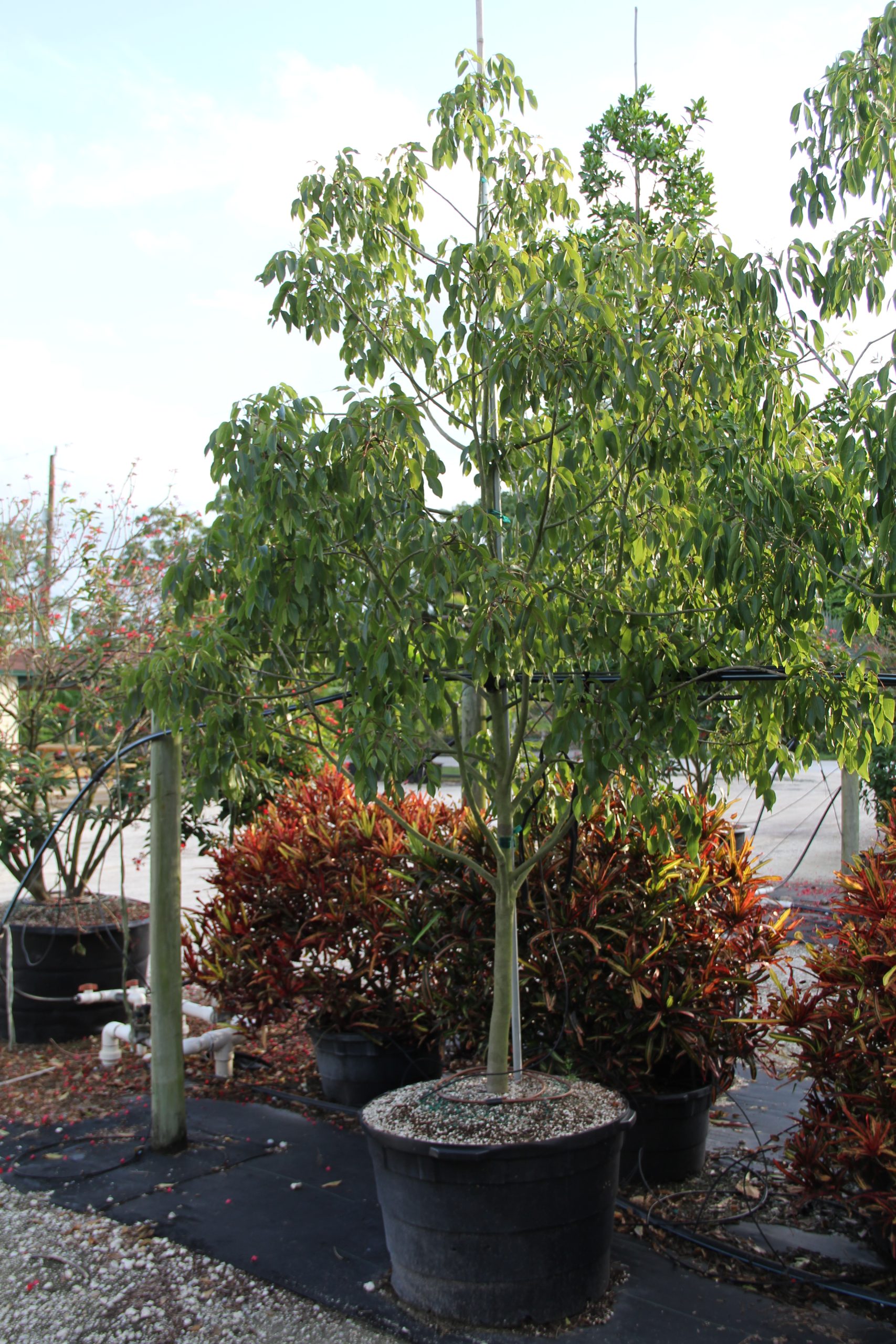 Satinwood Tree - Zanthoxylum Flavum for Sale Florida | Treeworld Wholesale