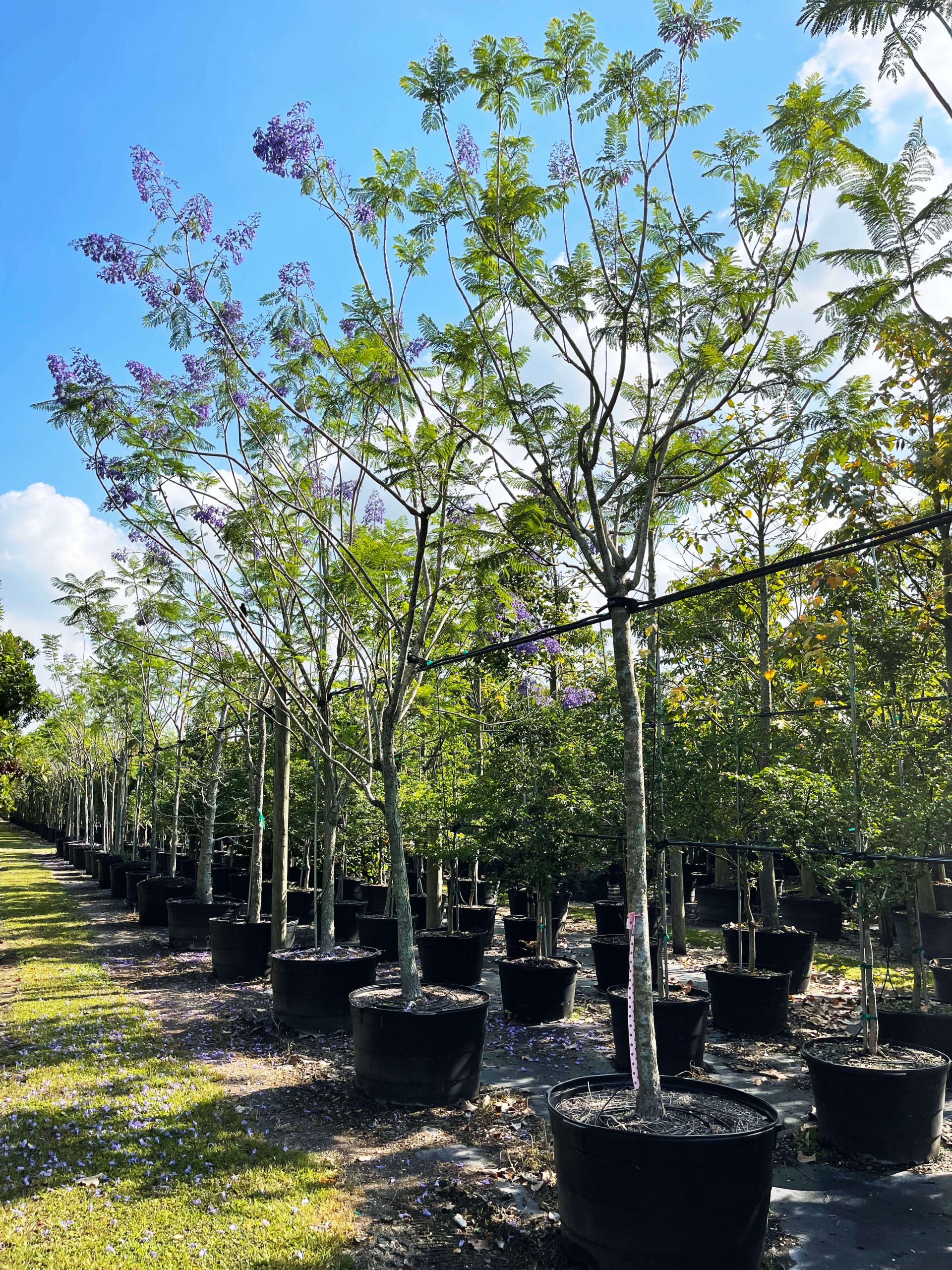 Jacaranda Mimosifolia - Blue Jacaranda Tree for Sale Florida ...