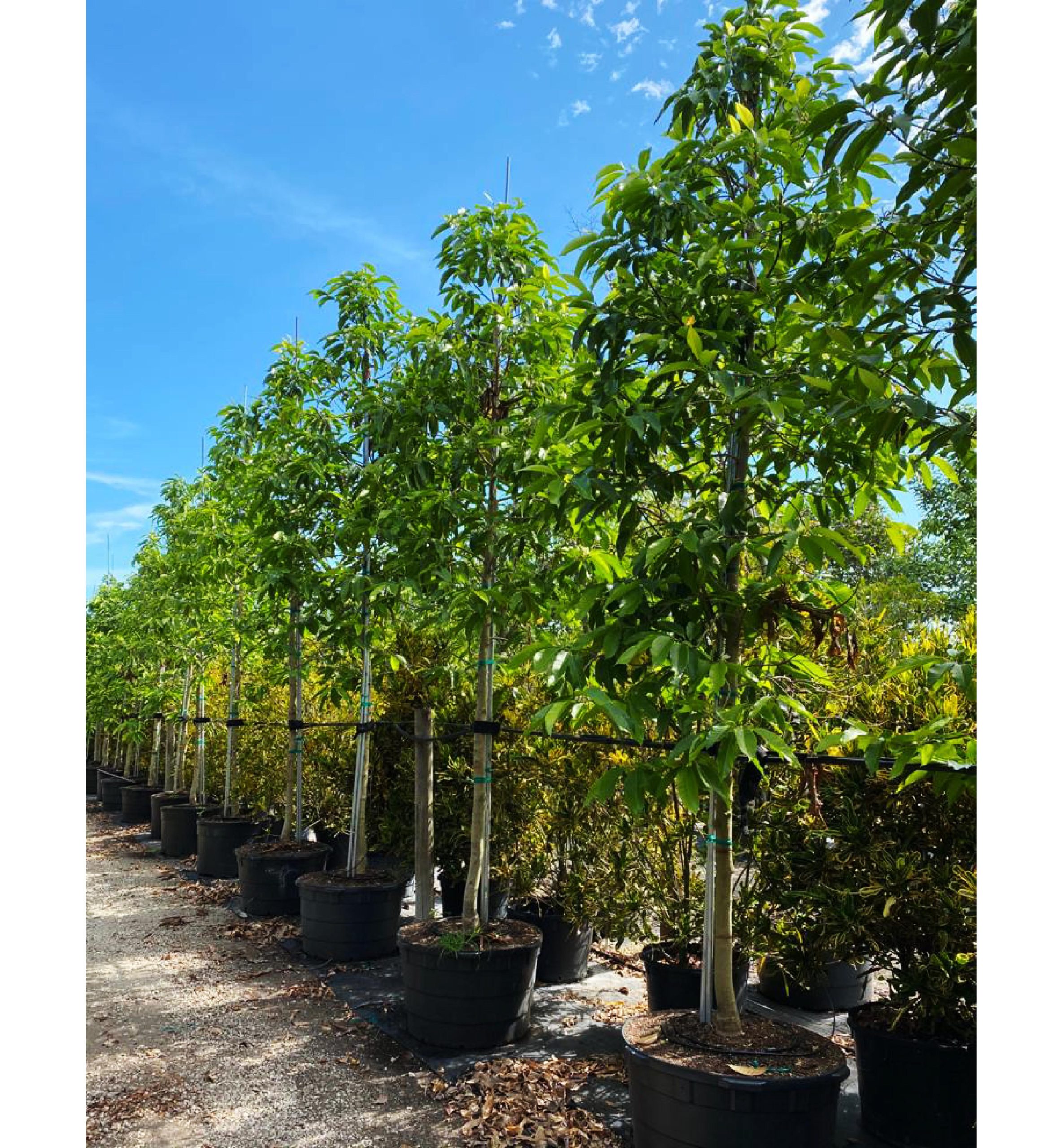 White Champaca Tree - Michelia x Alba Tree for Sale Florida | Treeworld ...
