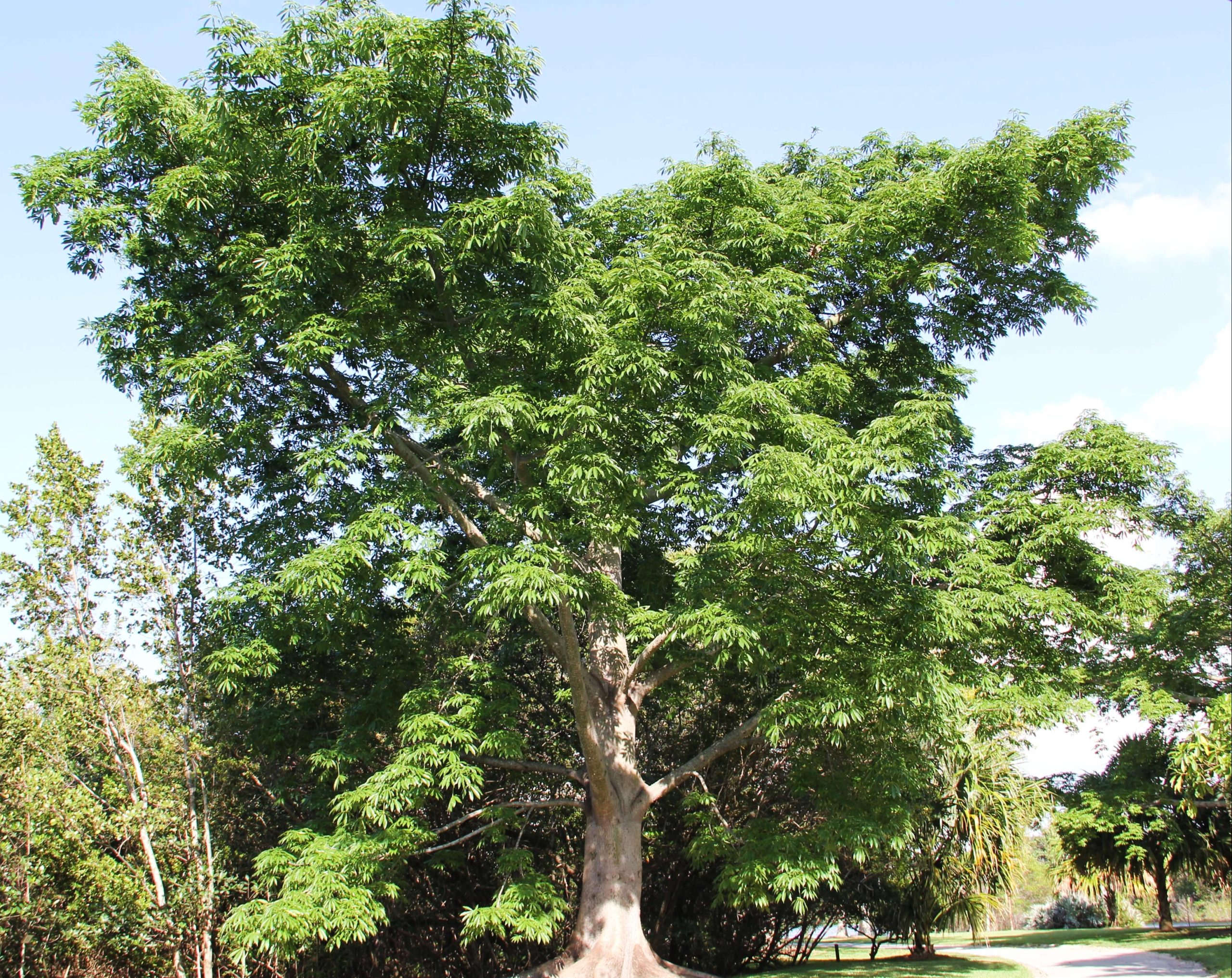 Ceiba Pentandra: Kapok Tree For Sale South Florida 🌳 | Treeworld Wholesale