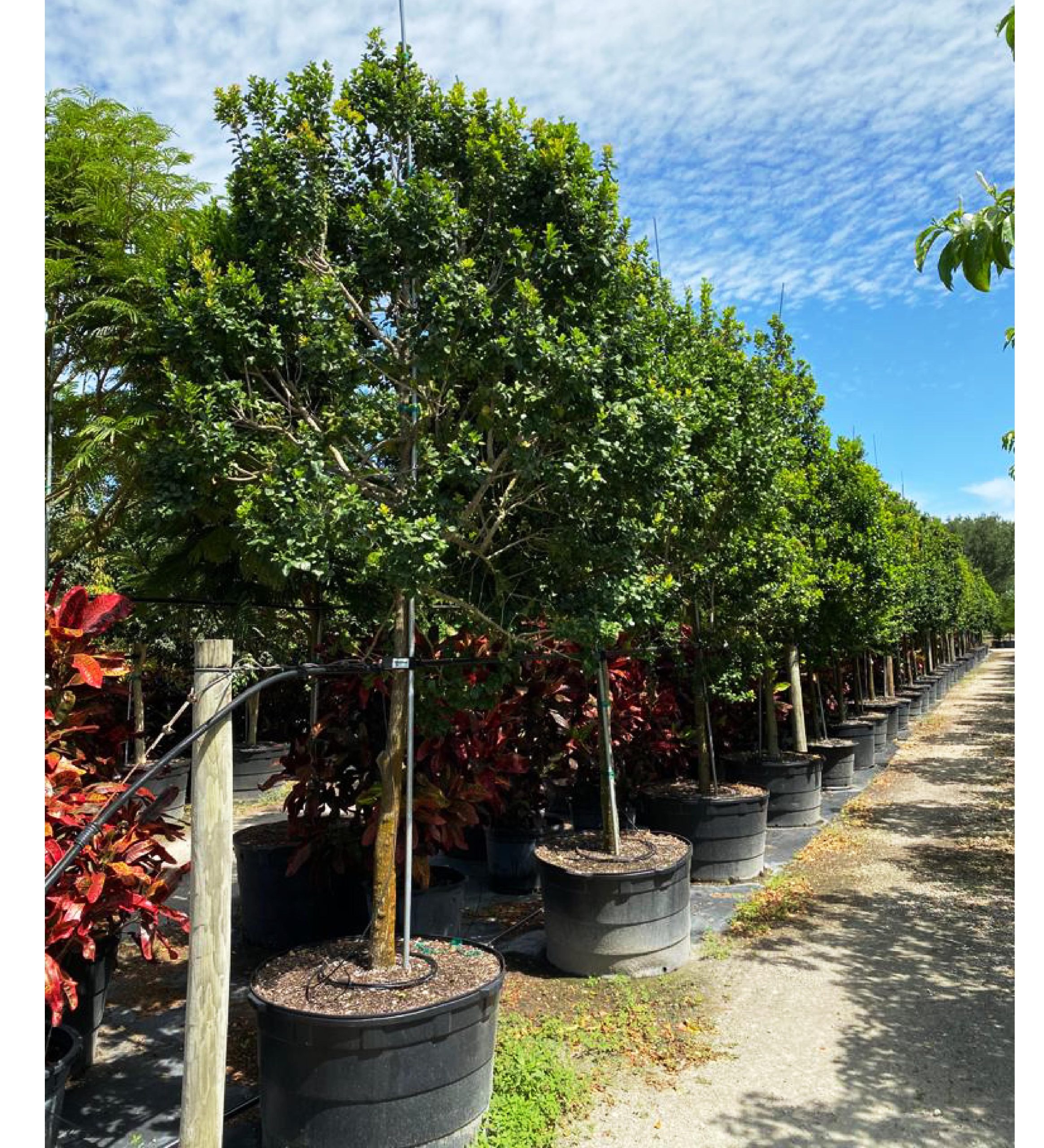 Black Ironwood Tree - Krugiodendron Ferreum for Sale Florida ...