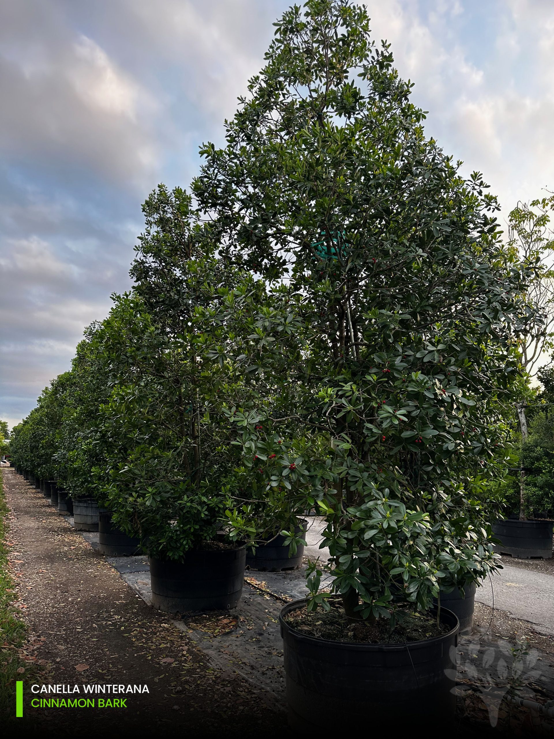 Canella Winterana - Cinnamon Bark Tree for Sale Florida | Treeworld ...