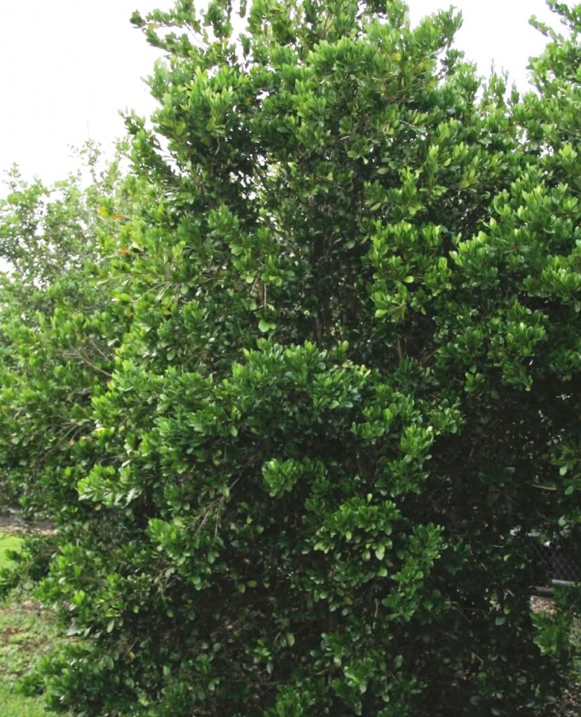 Gymnanthes lucida (Crabwood) | Treeworld Wholesale