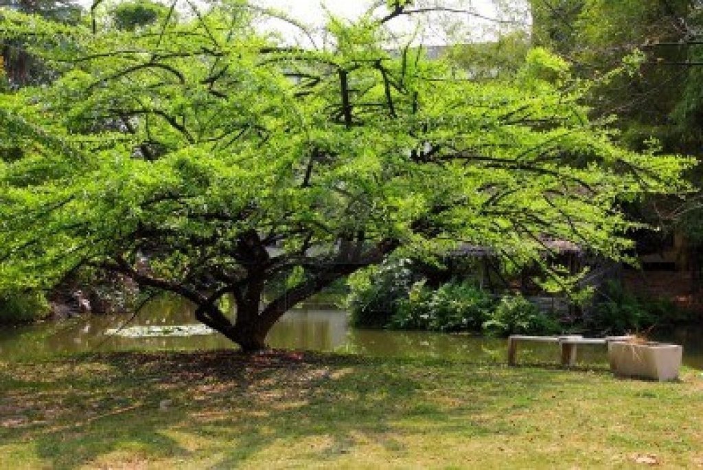 Crescentia Cujete | Treeworld Wholesale