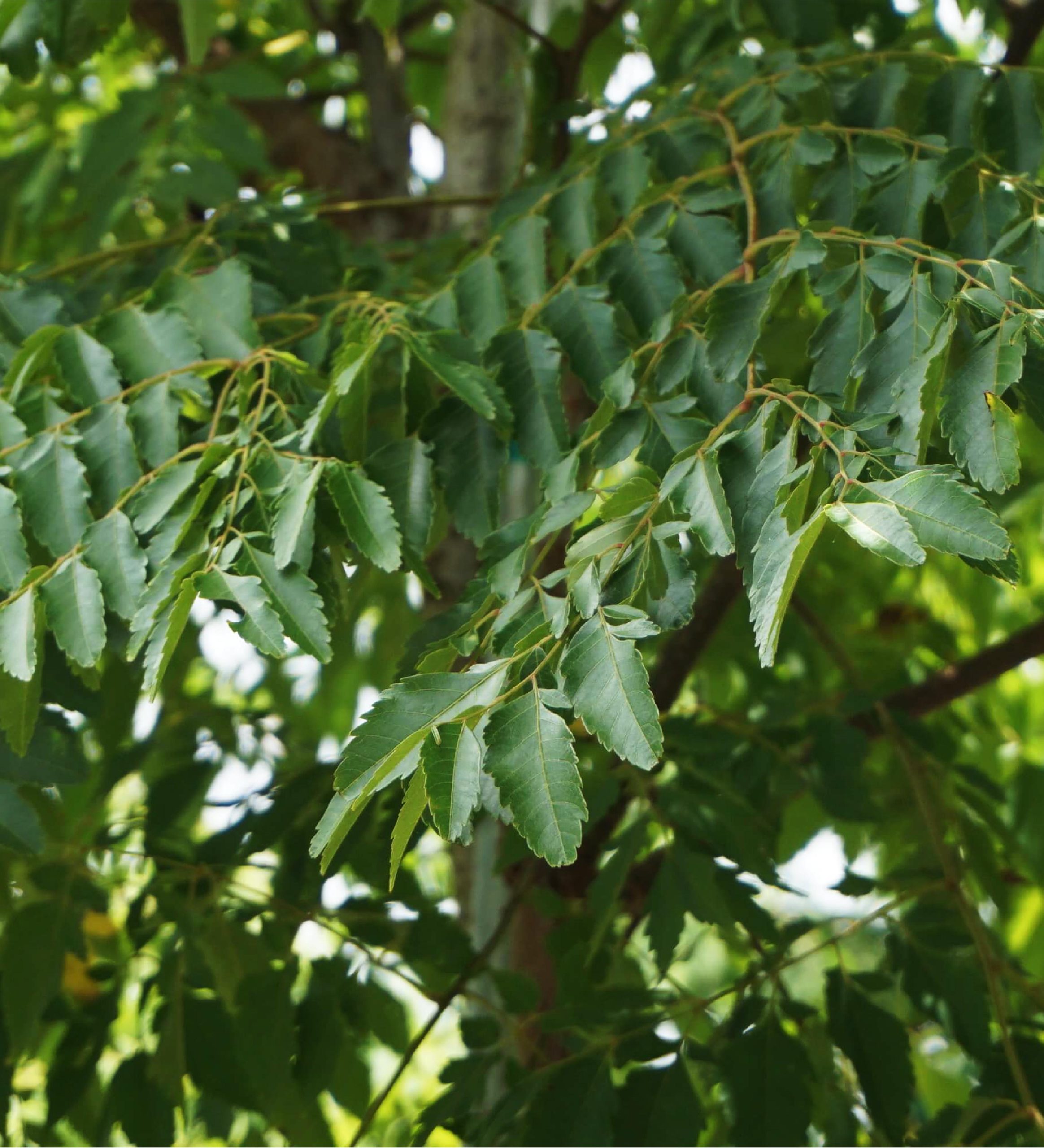 Koelreuteria Elegans Golden Rain Tree For Sale | Treeworld Wholesale