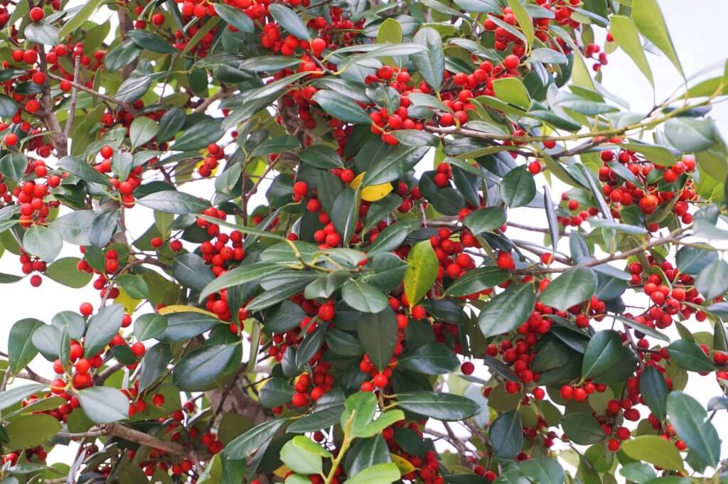 How Do Trees Reproduce? Growing Trees from Seed | Treeworld Wholesale