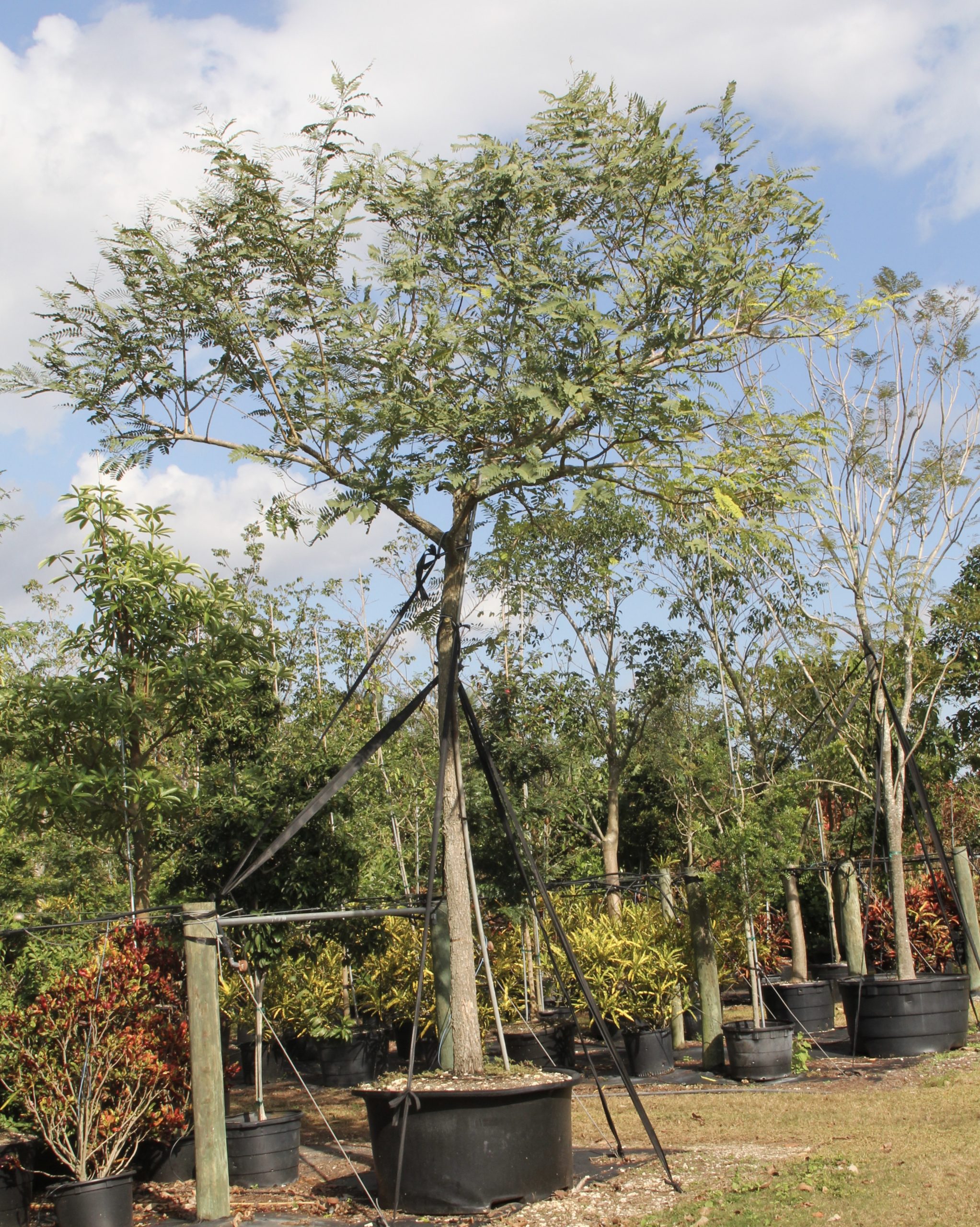 Bombax Ceiba | Treeworld Wholesale Bombax Ceiba