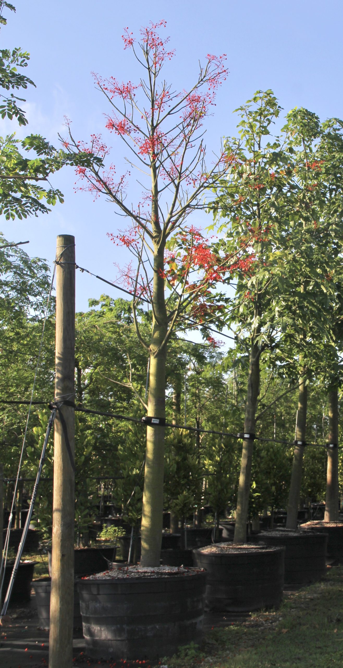 Brachychiton acerifolius to Buy: Flame Tree for Sale | Treeworld Wholesale
