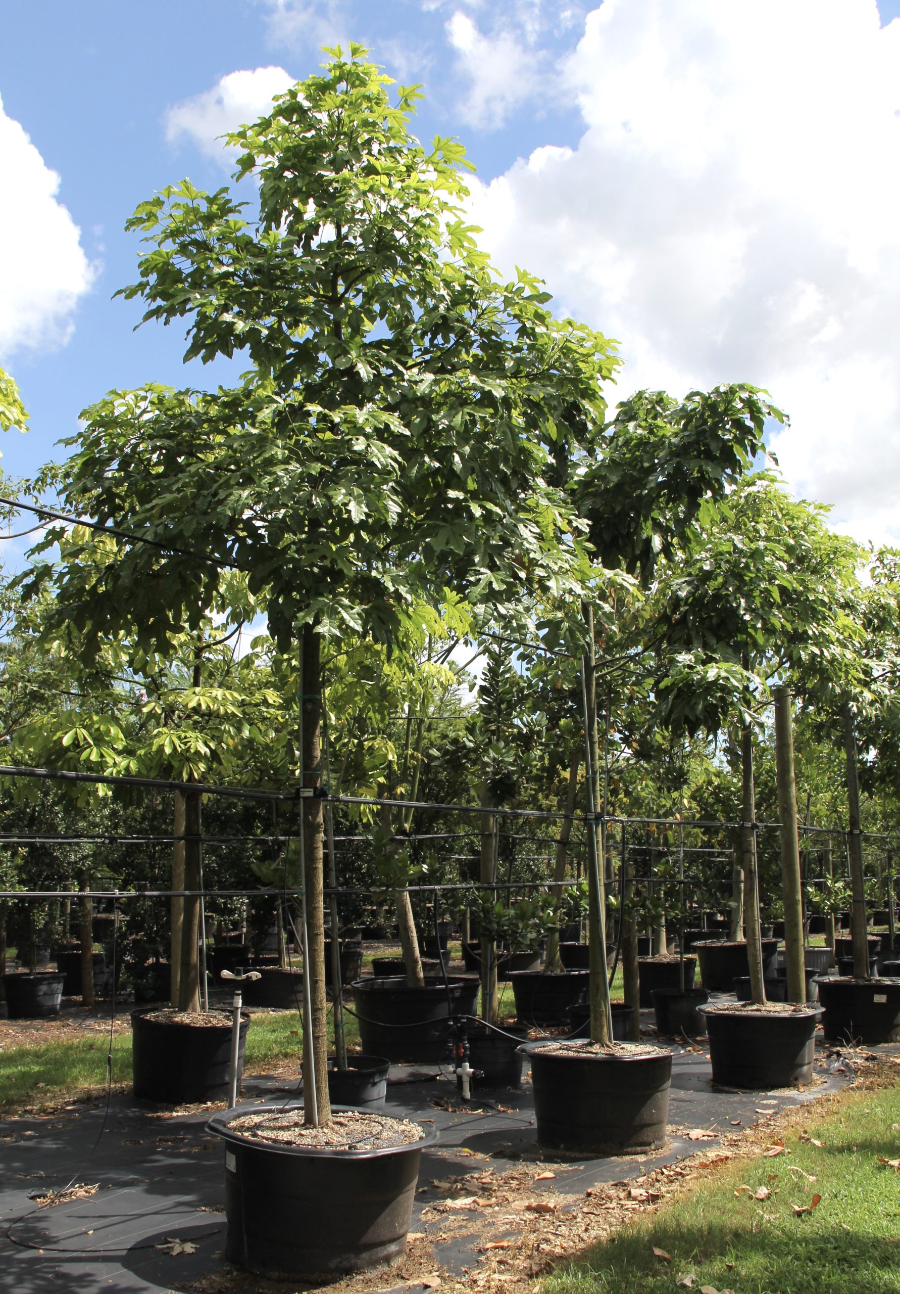 Brachychiton acerifolius to Buy: Flame Tree for Sale | Treeworld Wholesale