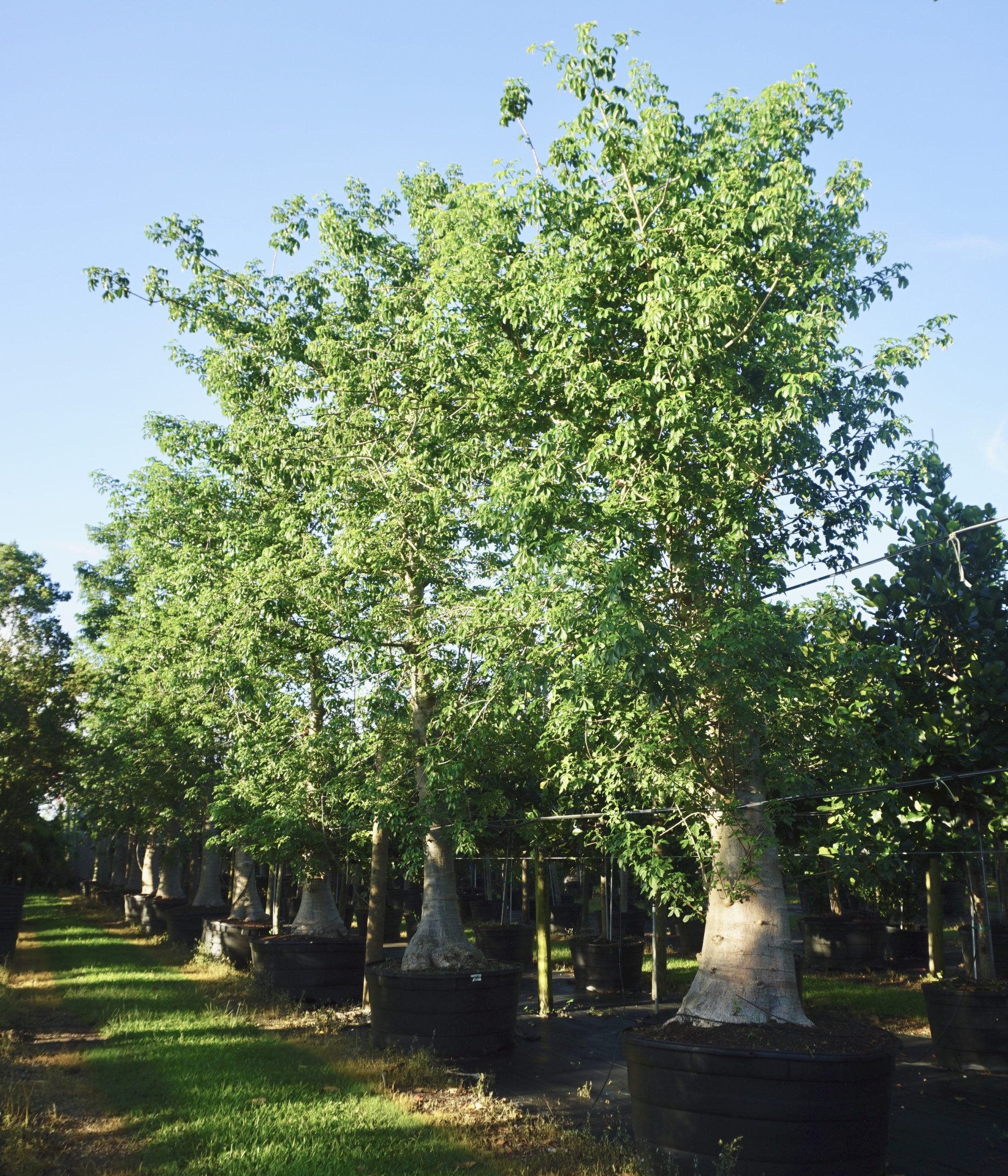 Adansonia Digitata - African Baobab Tree for Sale Florida | Treeworld ...