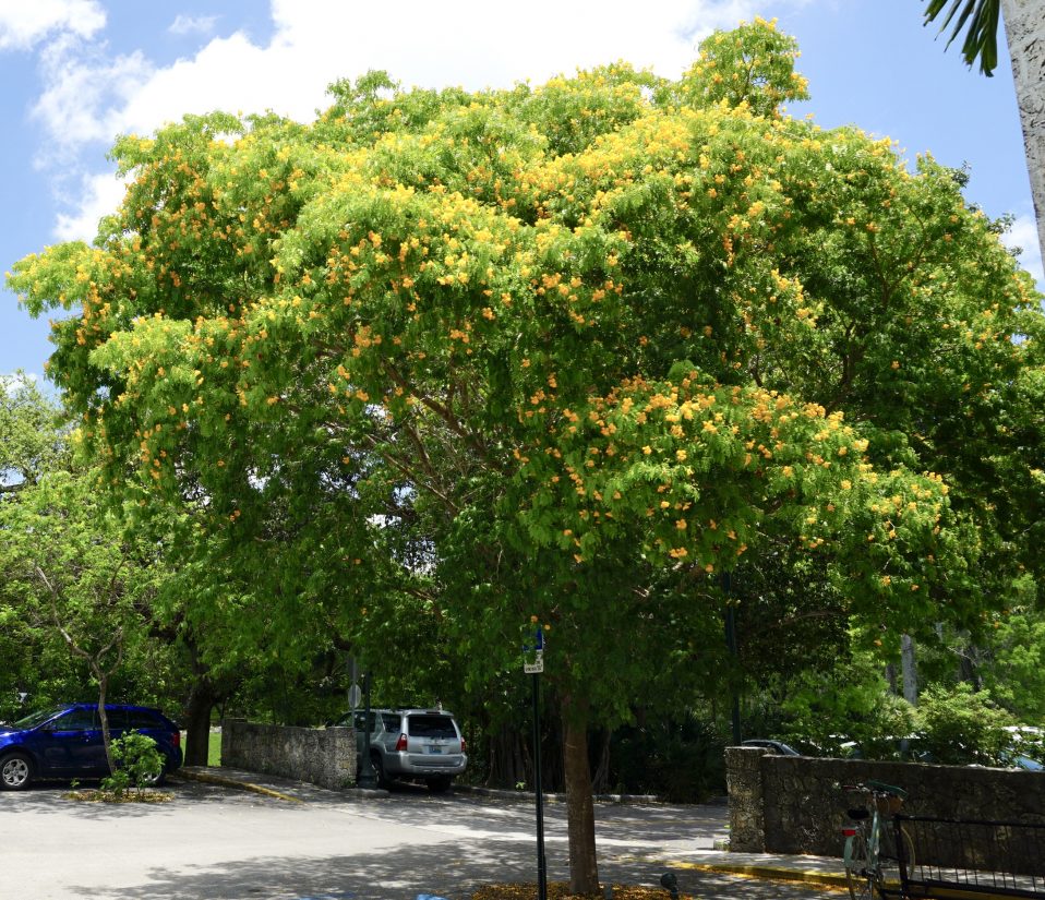 Verawood Tree – Bulnesia Arborea for Sale Florida | TreeWorld Wholesale