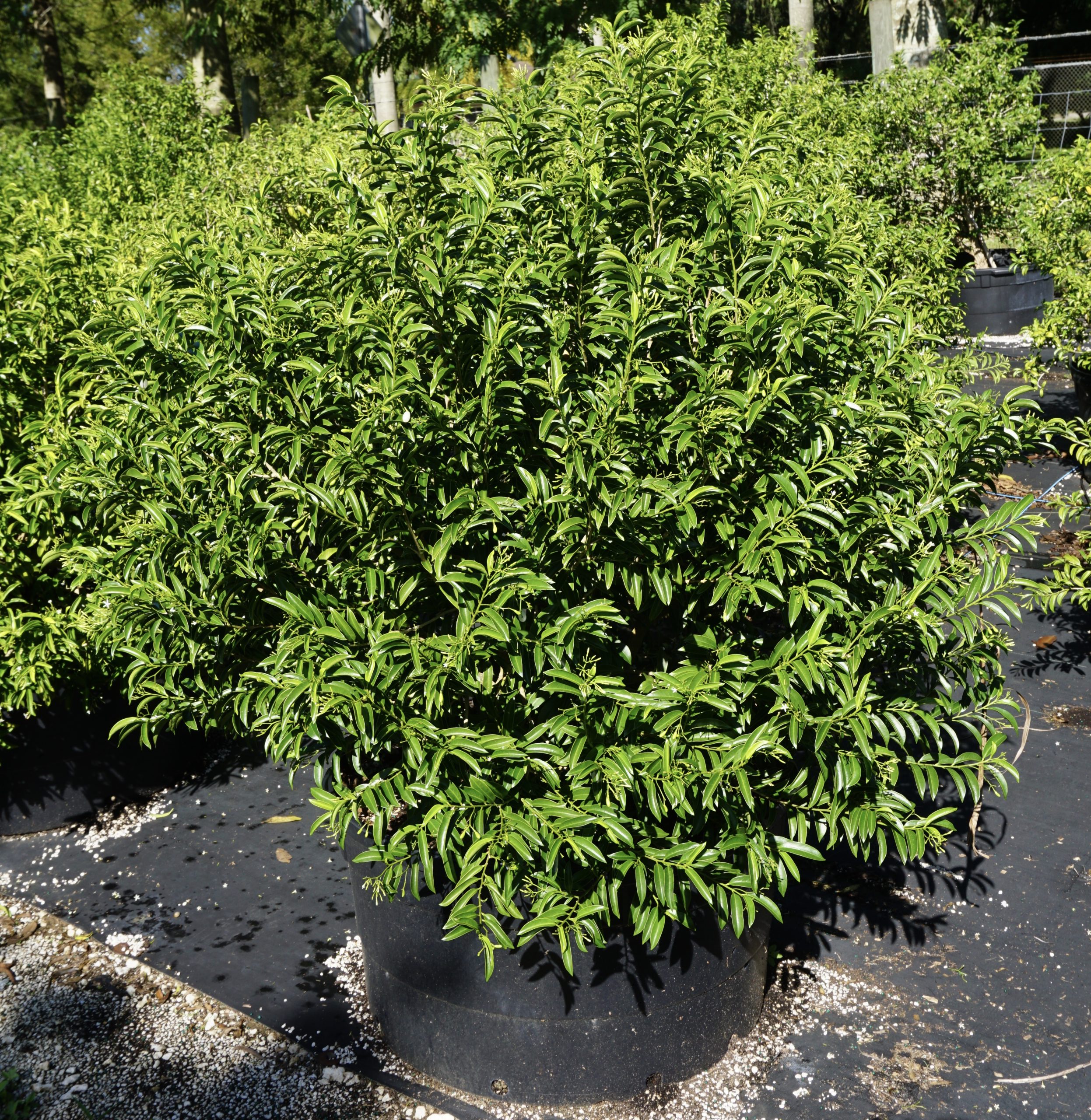 Vallesia antillana (Pearlberry) Tree for Sale | Treeworld Wholesale