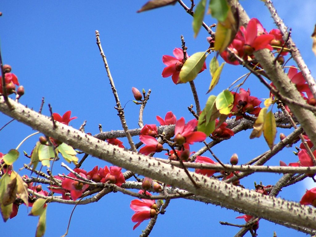 Spring Flowering Trees: Top 5 in Florida | Treeworld Wholesale