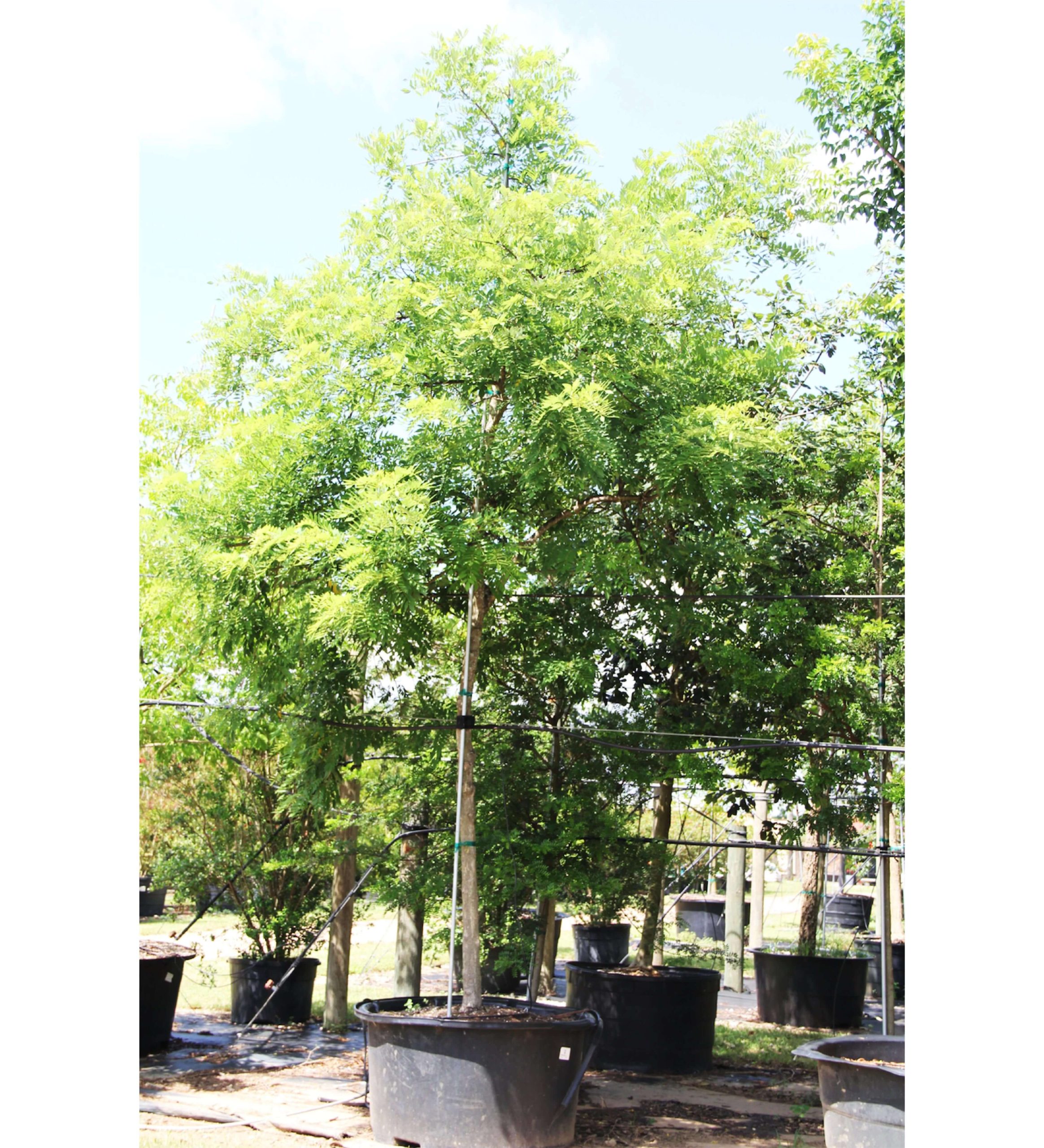 Gliricidia Sepium Tree For Sale in Florida | Treeworld Wholesale