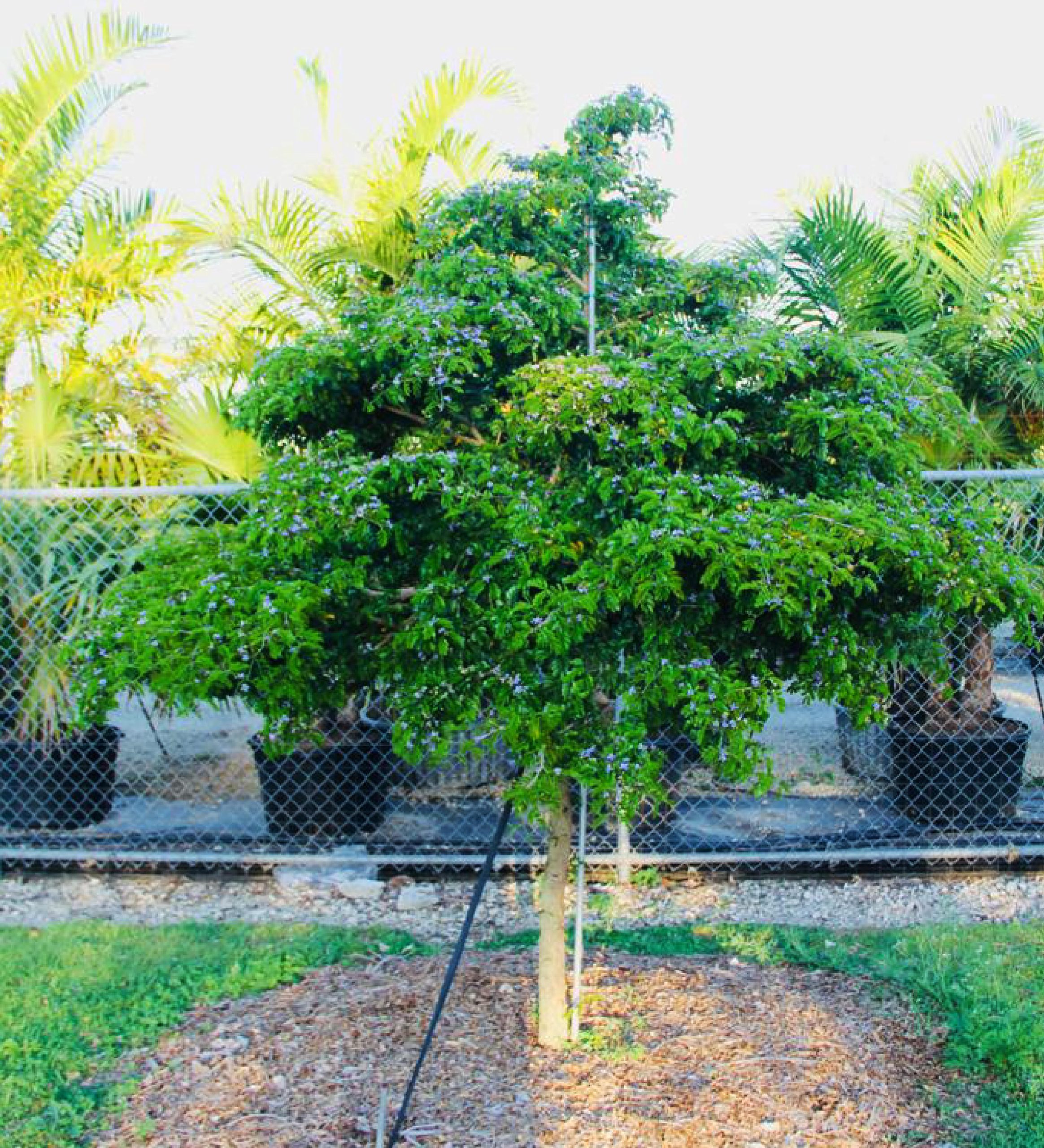 Florida Lignum Vitae Tree (Guaiacum Sanctum) for Sale | TreeWorld Wholesale