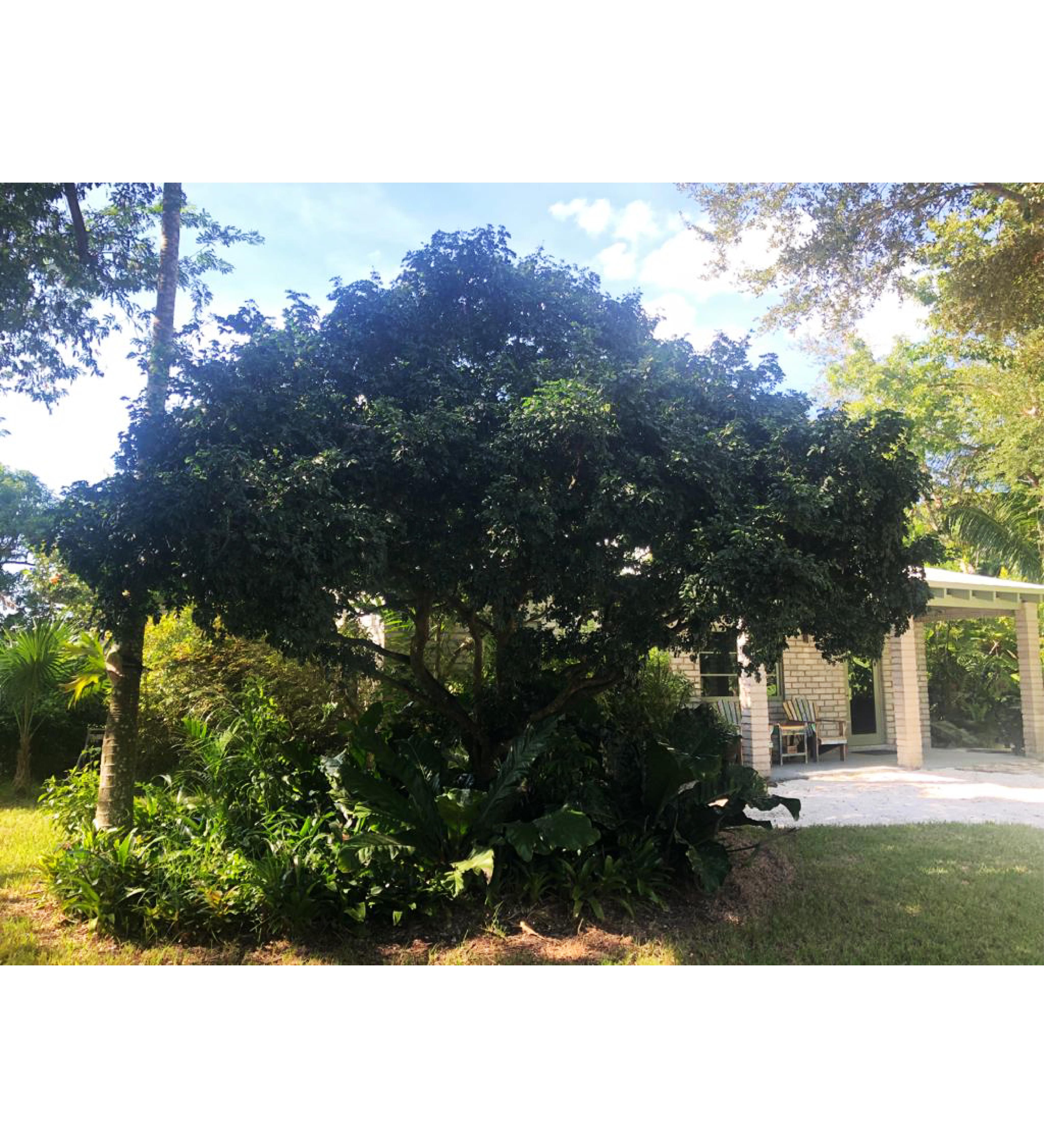 Guaiacum Sanctum (Florida lignum vitae) | Treeworld Wholesale