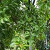 Exothea Paniculata | Treeworld Wholesale